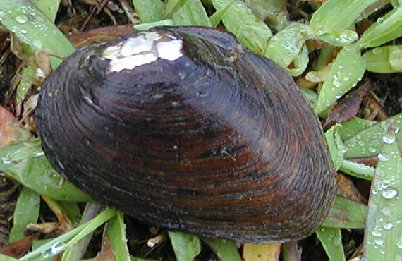 Species – Yates Mill Aquatic Conservation Center at NC State University