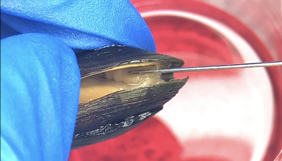 Yates Mill Aquatic Conservation Center at NC State University ...