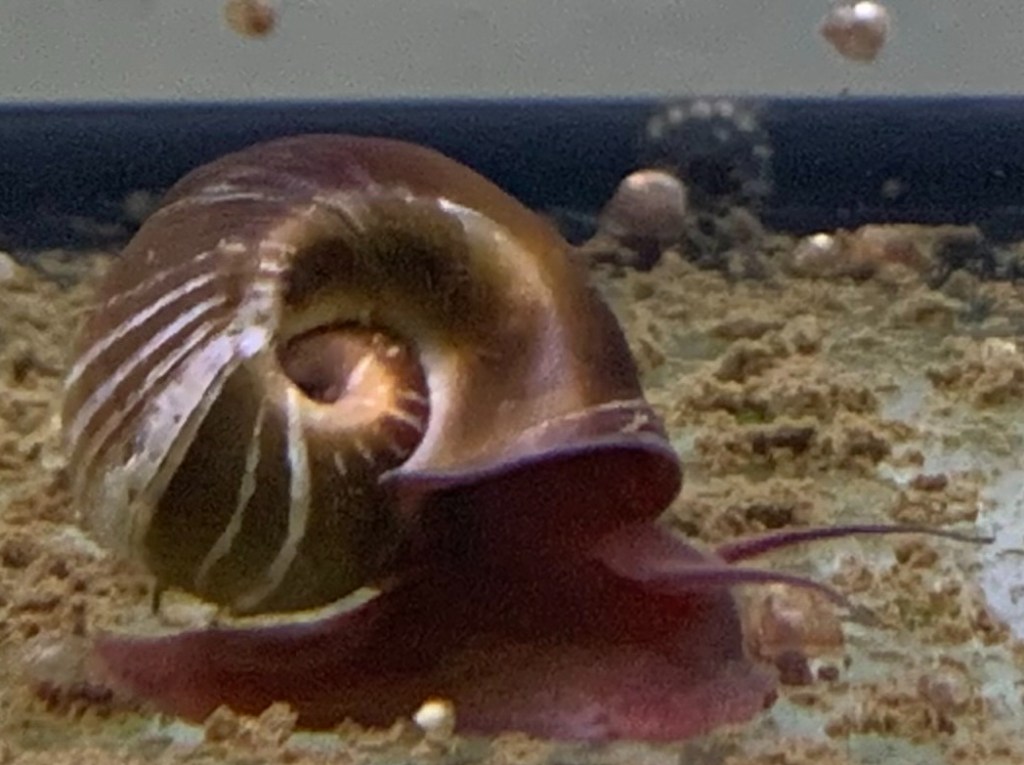 Species – Yates Mill Aquatic Conservation Center at NC State University