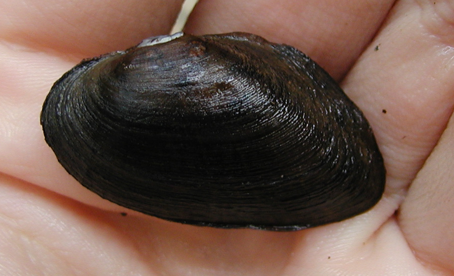 Species – Yates Mill Aquatic Conservation Center at NC State University