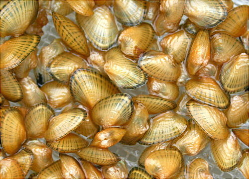 Yates Mill Aquatic Conservation Center at NC State University ...