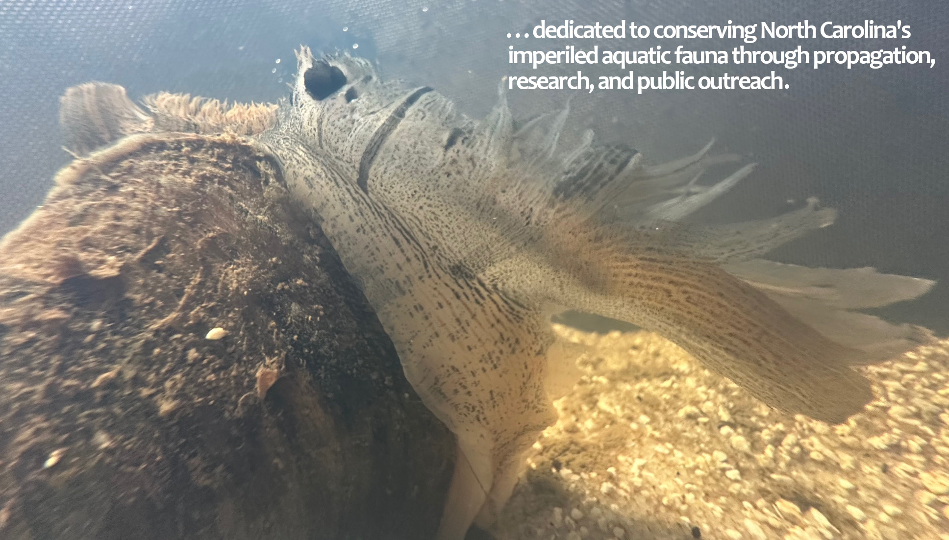 Yates Mill Aquatic Conservation Center at NC State University ...