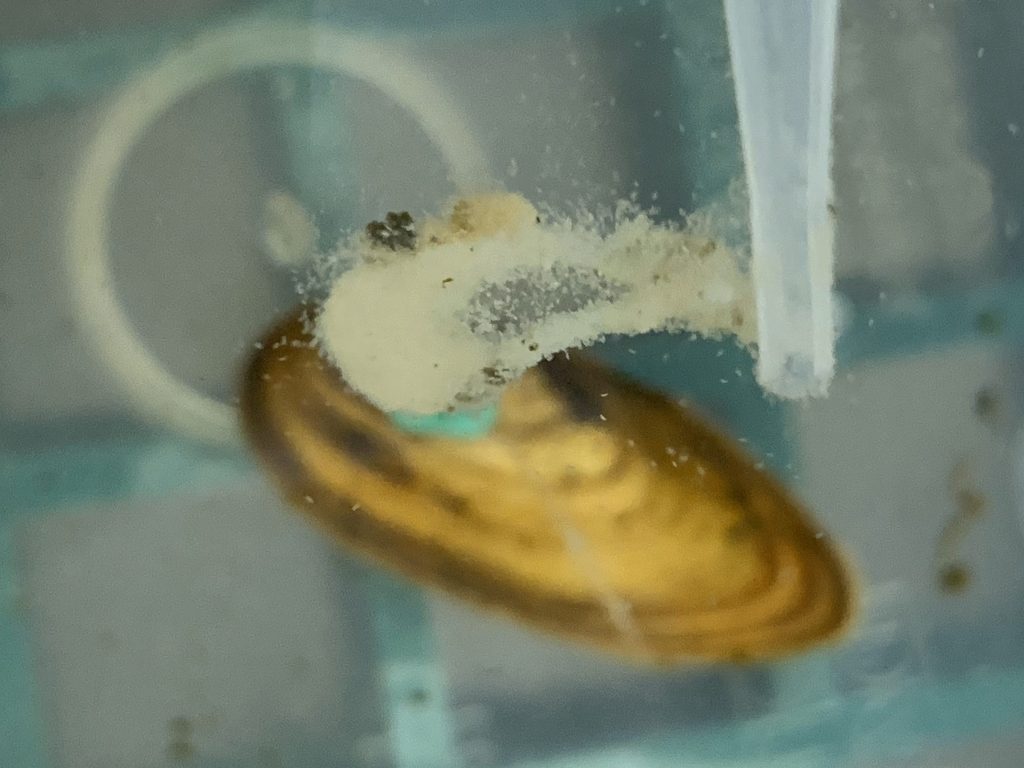Yellow Lance – Yates Mill Aquatic Conservation Center at NC State ...