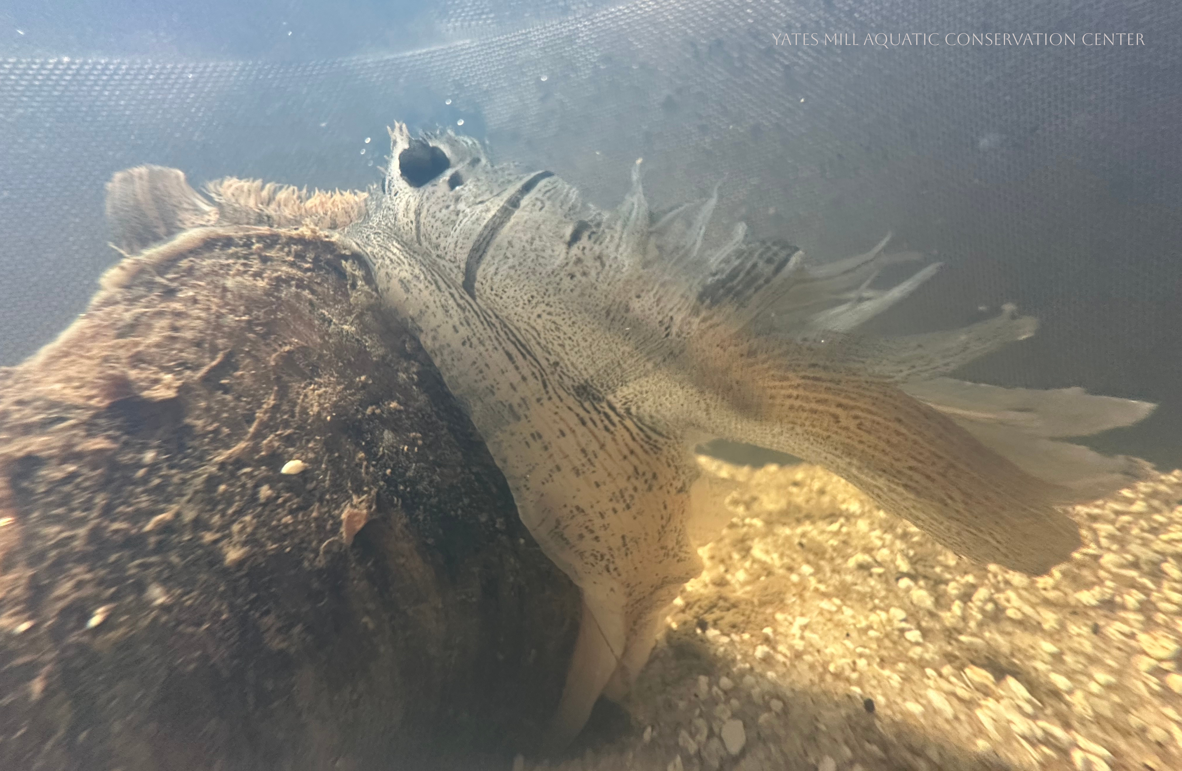 Photo Gallery – Yates Mill Aquatic Conservation Center at NC State ...