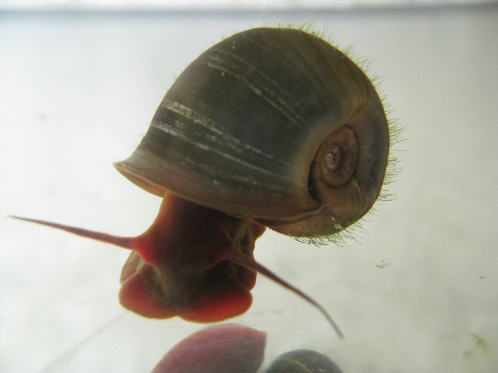 Yates Mill Aquatic Conservation Center at NC State University ...