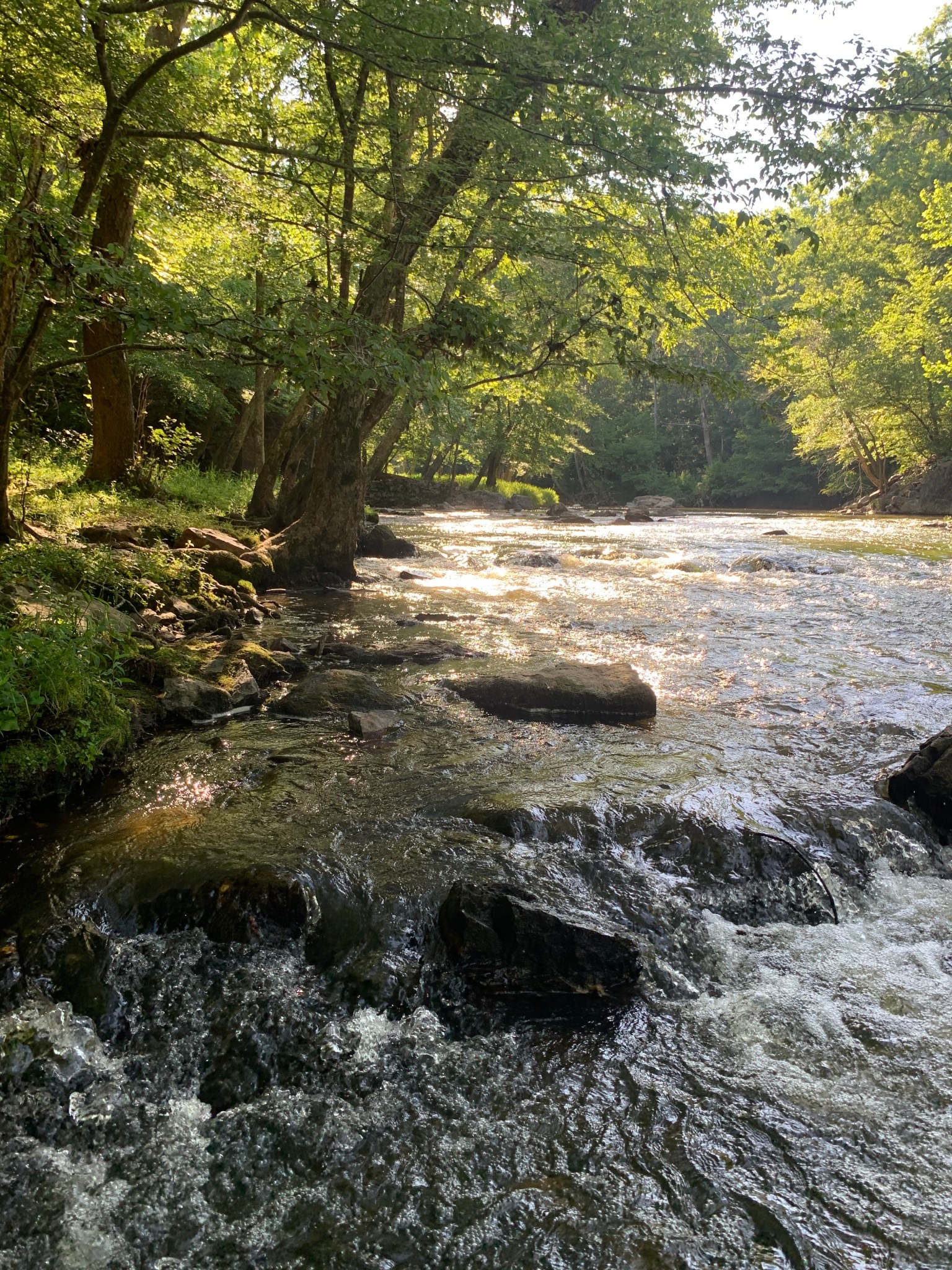Why care about freshwater mussels? – Yates Mill Aquatic Conservation ...