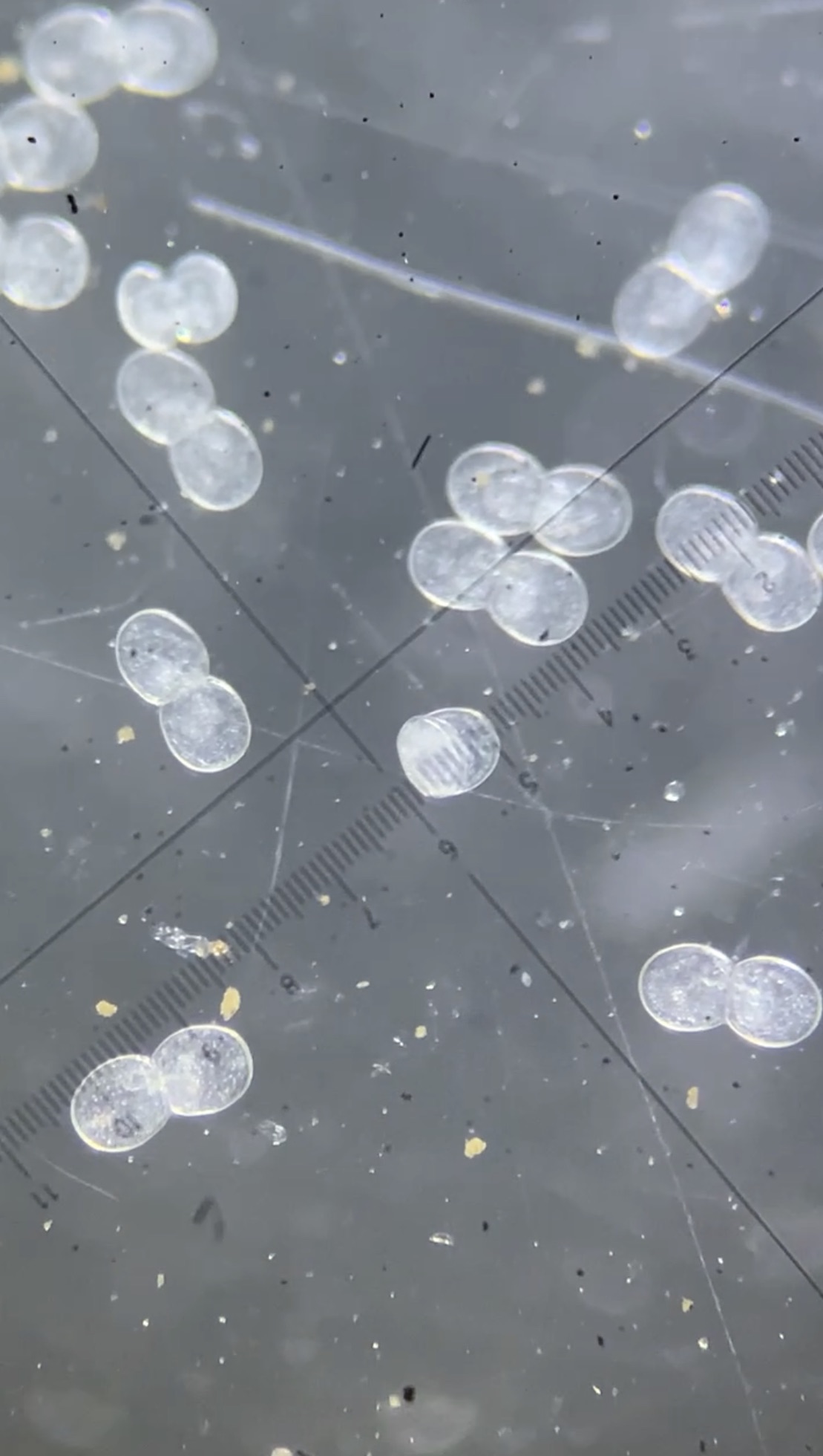 The Life Cycle of Freshwater Mussels – Yates Mill Aquatic Conservation ...