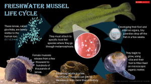 The Life Cycle of Freshwater Mussels – Yates Mill Aquatic Conservation ...