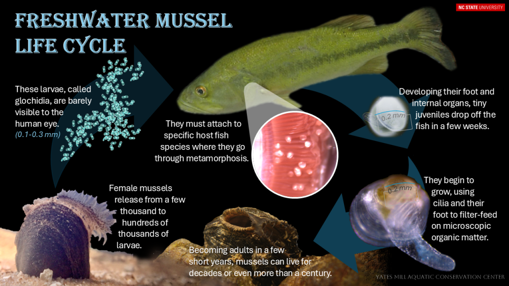The Life Cycle of Freshwater Mussels – Yates Mill Aquatic Conservation ...