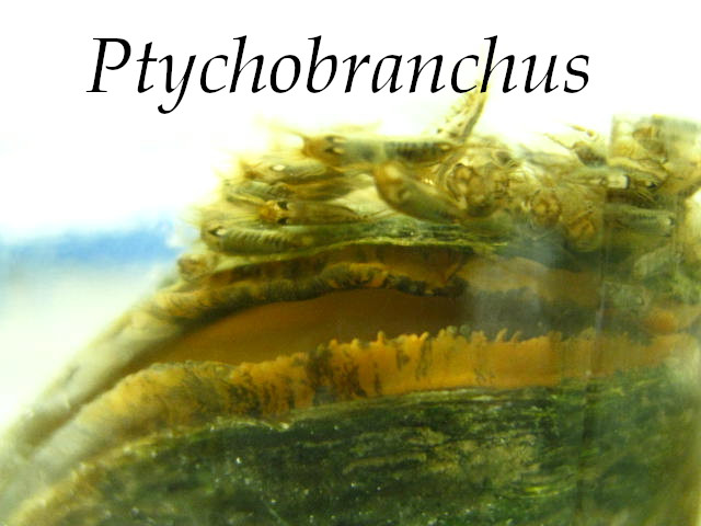 Freshwater Mussel Host Attraction Strategies (Under Construction ...