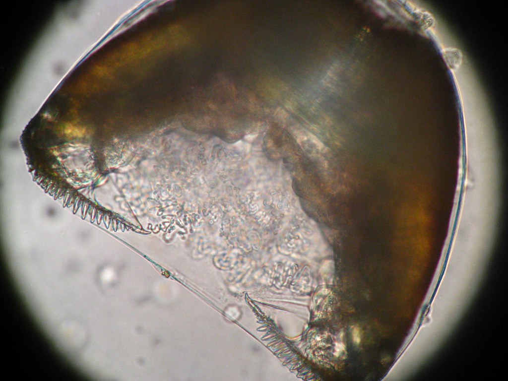 The Life Cycle of Freshwater Mussels – Yates Mill Aquatic Conservation ...