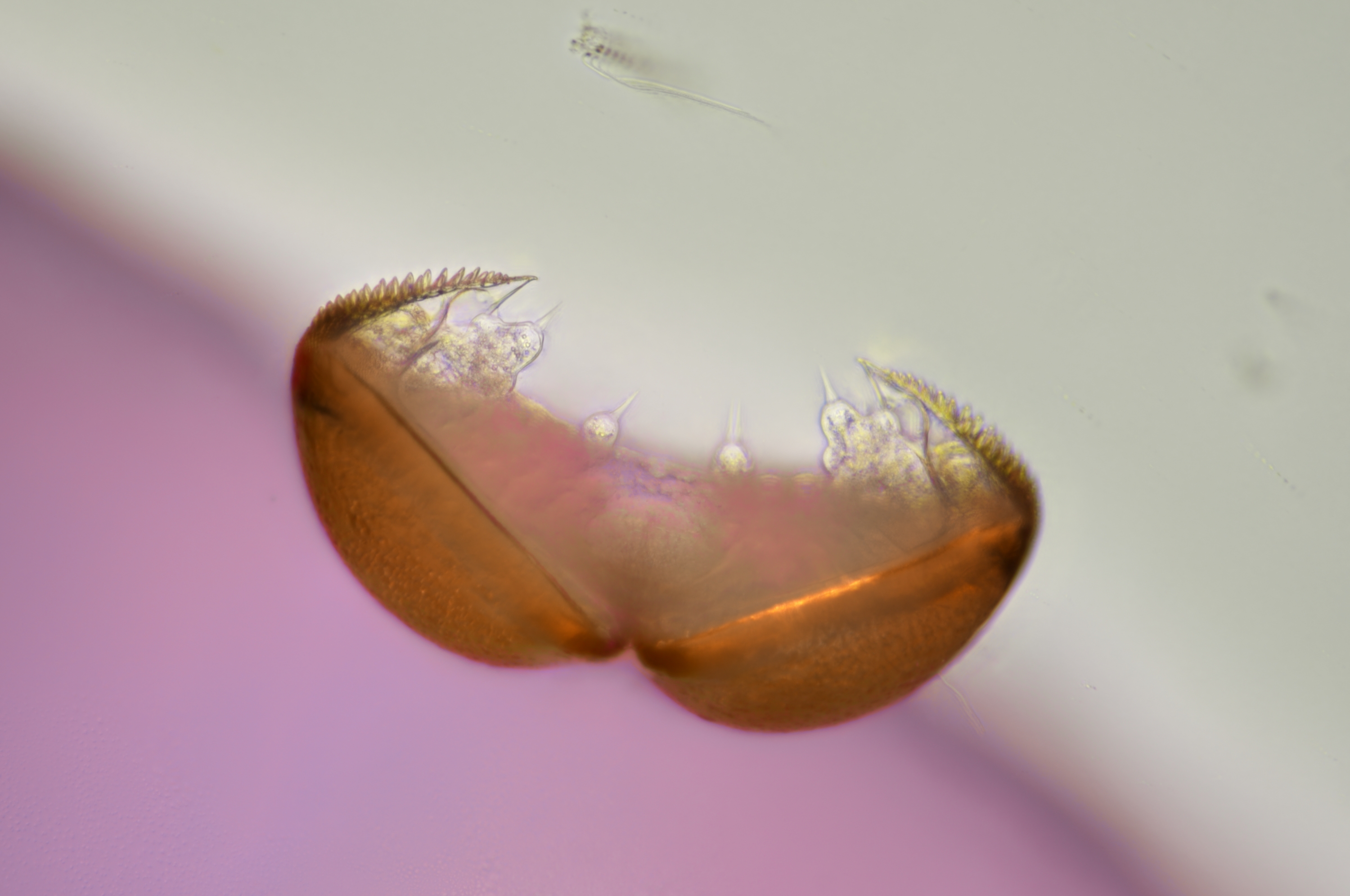 The Life Cycle of Freshwater Mussels – Yates Mill Aquatic Conservation ...