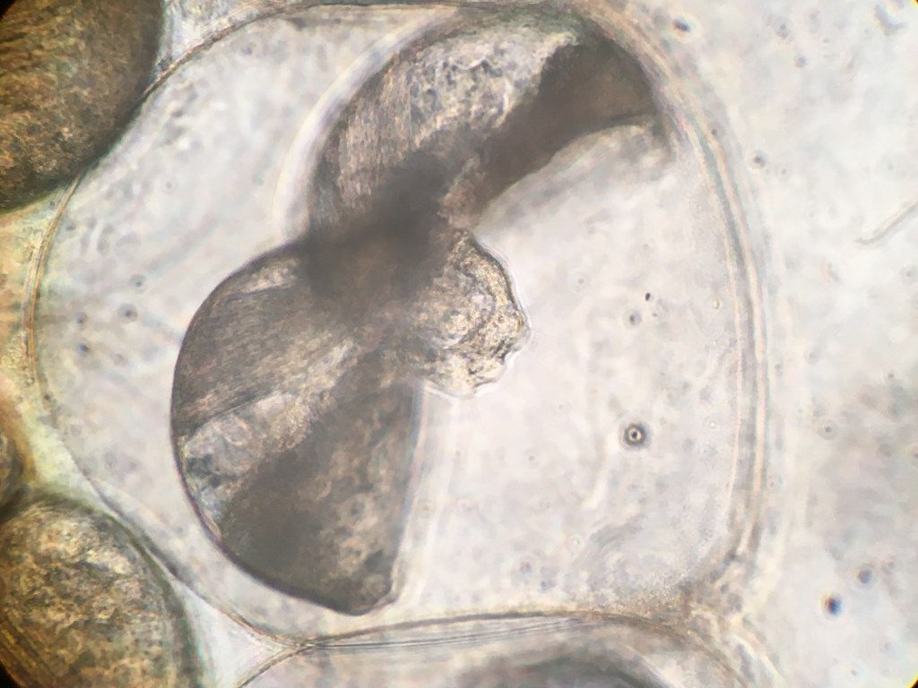 The Life Cycle of Freshwater Mussels – Yates Mill Aquatic Conservation ...